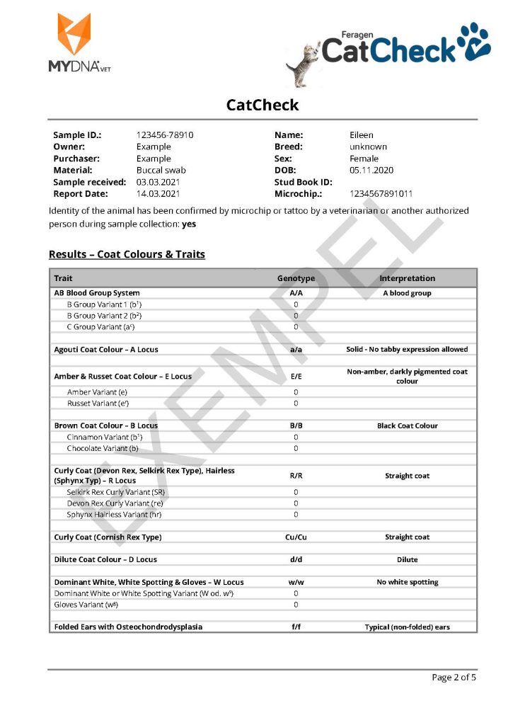 CatCheck -Avancerat genetiskt hälsotest för din katt | MYDNAvet